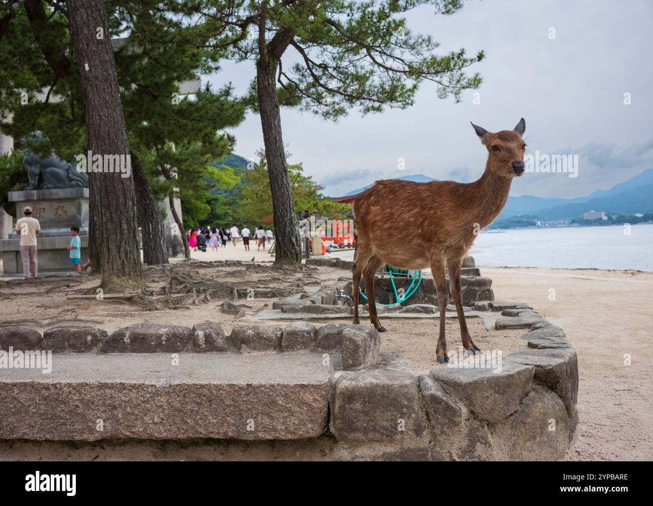 Miyajima, Japan, June 20, 2024: Tourists enjoy the friendly, free ...