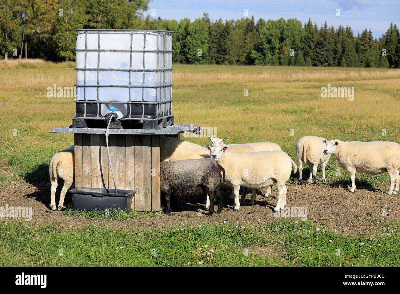 Thirsty sheep drinking from automatic sheep waterer in field on a sunny ...