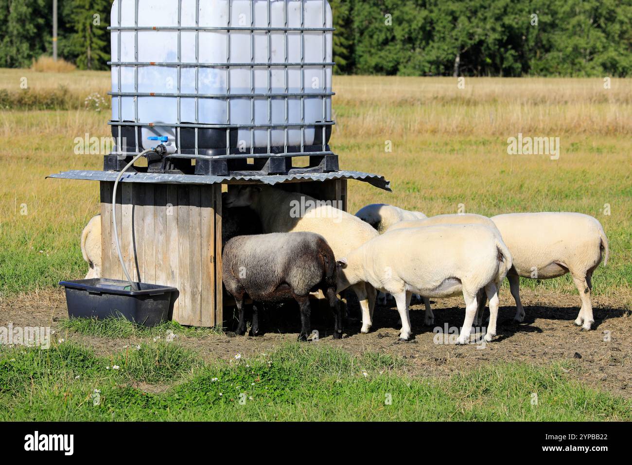 Sheep waterer hi-res stock photography and images - Alamy