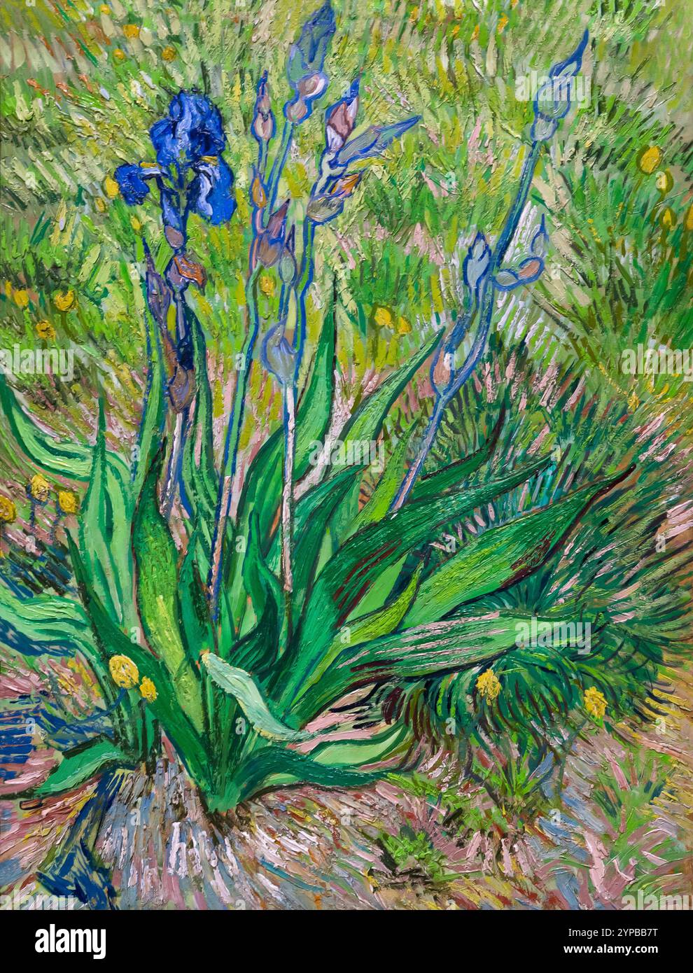 Iris, Vincent van Gogh, 1890, National Gallery of Canada, Ottowa Stock Photo - Alamy