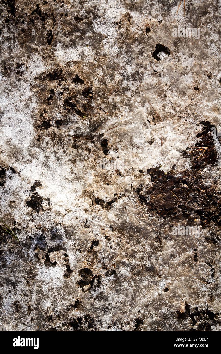Spring ground covered with thawing snow. Melting ice on dry grass close ...