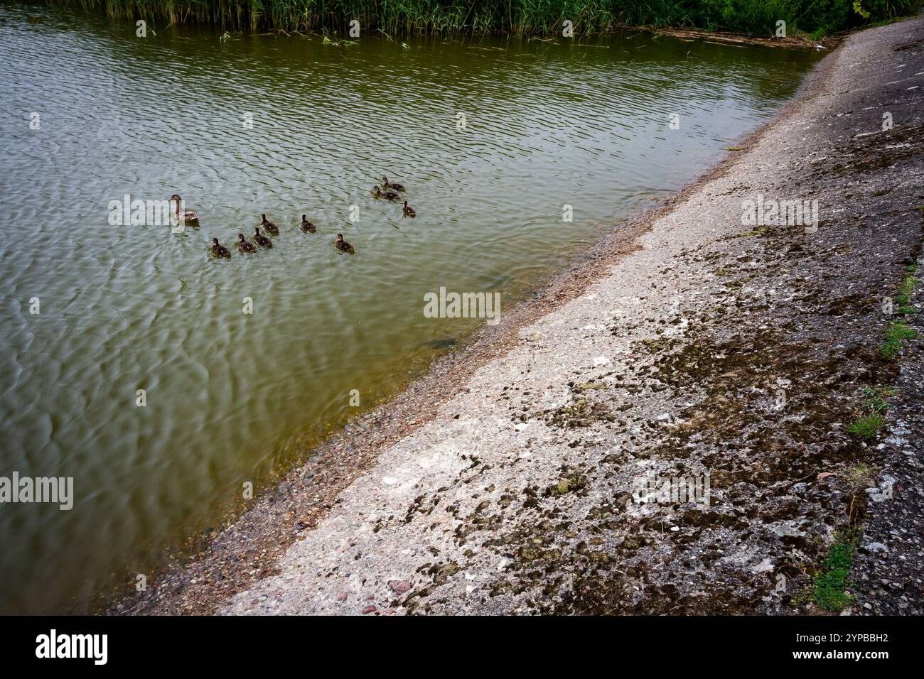 Mother duck with ducklings swim in the lagoon. Wild animals in water ...