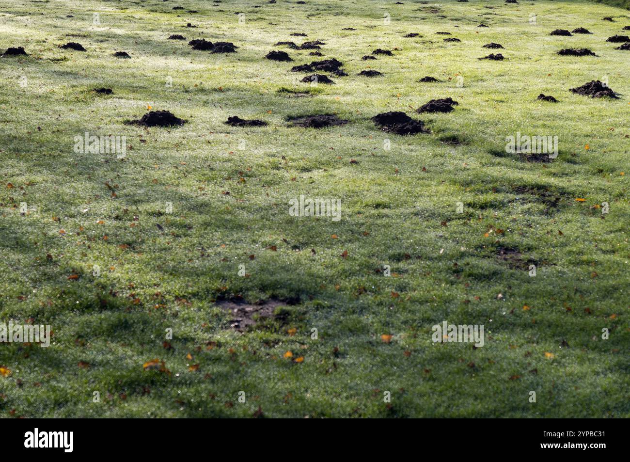 Molehills are creating bumps on a grassy field during the autumn season ...