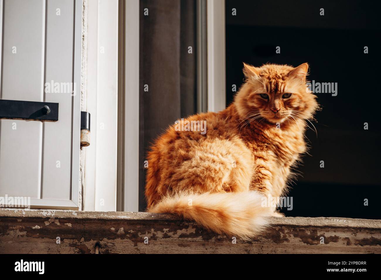 Ginger glowing hi-res stock photography and images - Alamy
