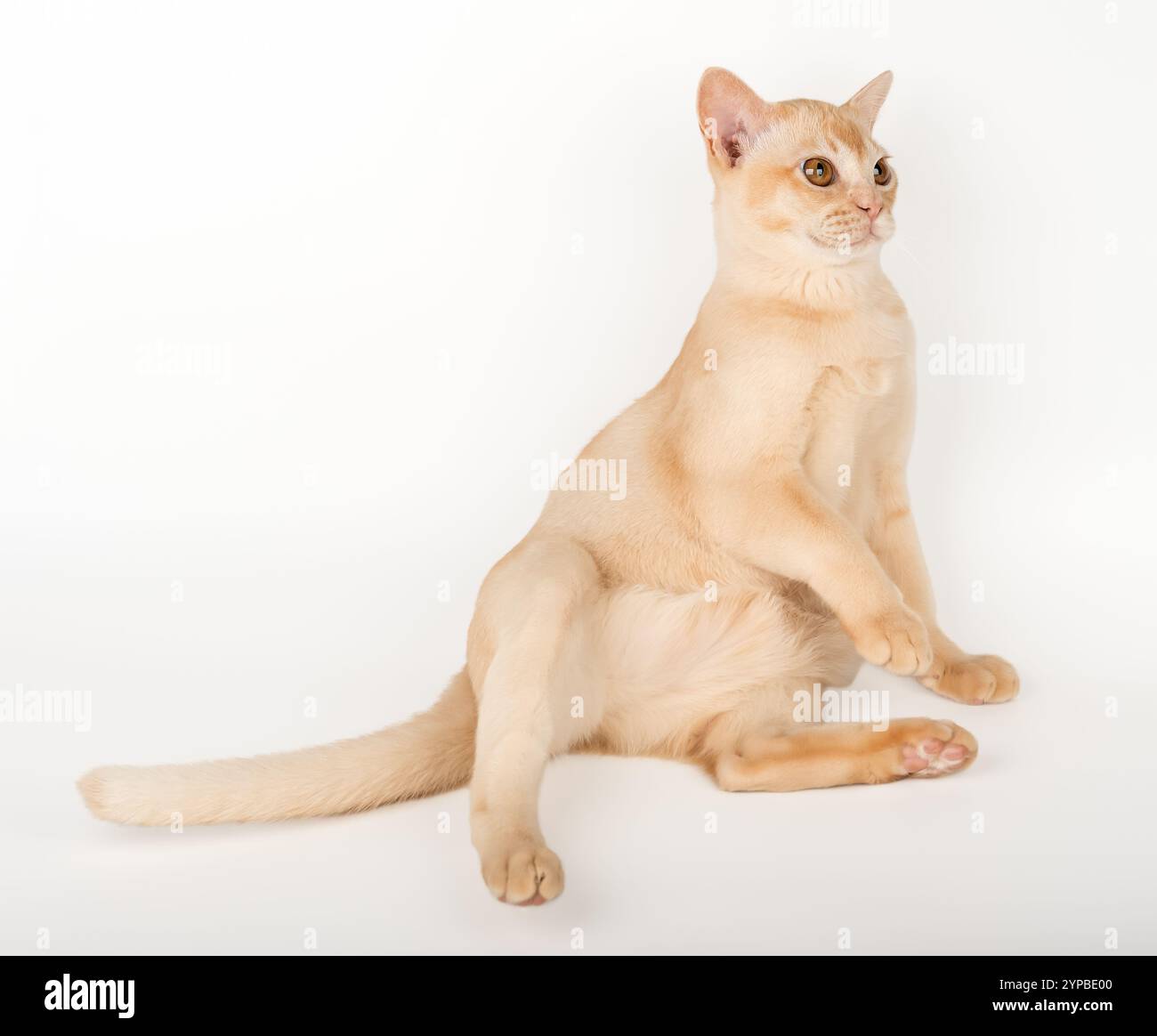 Adorable cream Burmese kitten on studio background. Side view Stock ...
