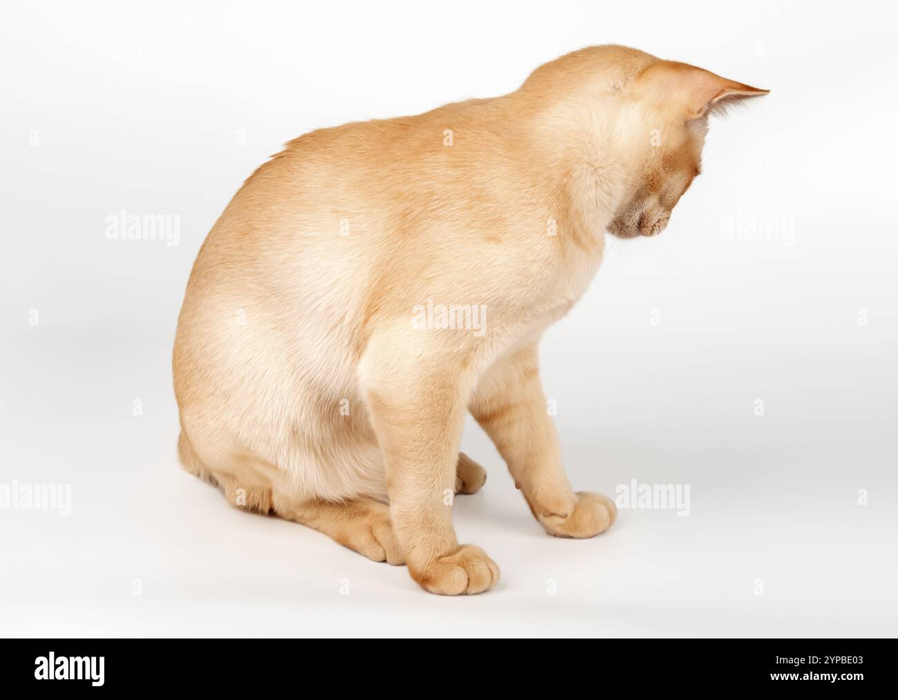 Adorable cream Burmese kitten standing on studio background. Pedigree ...