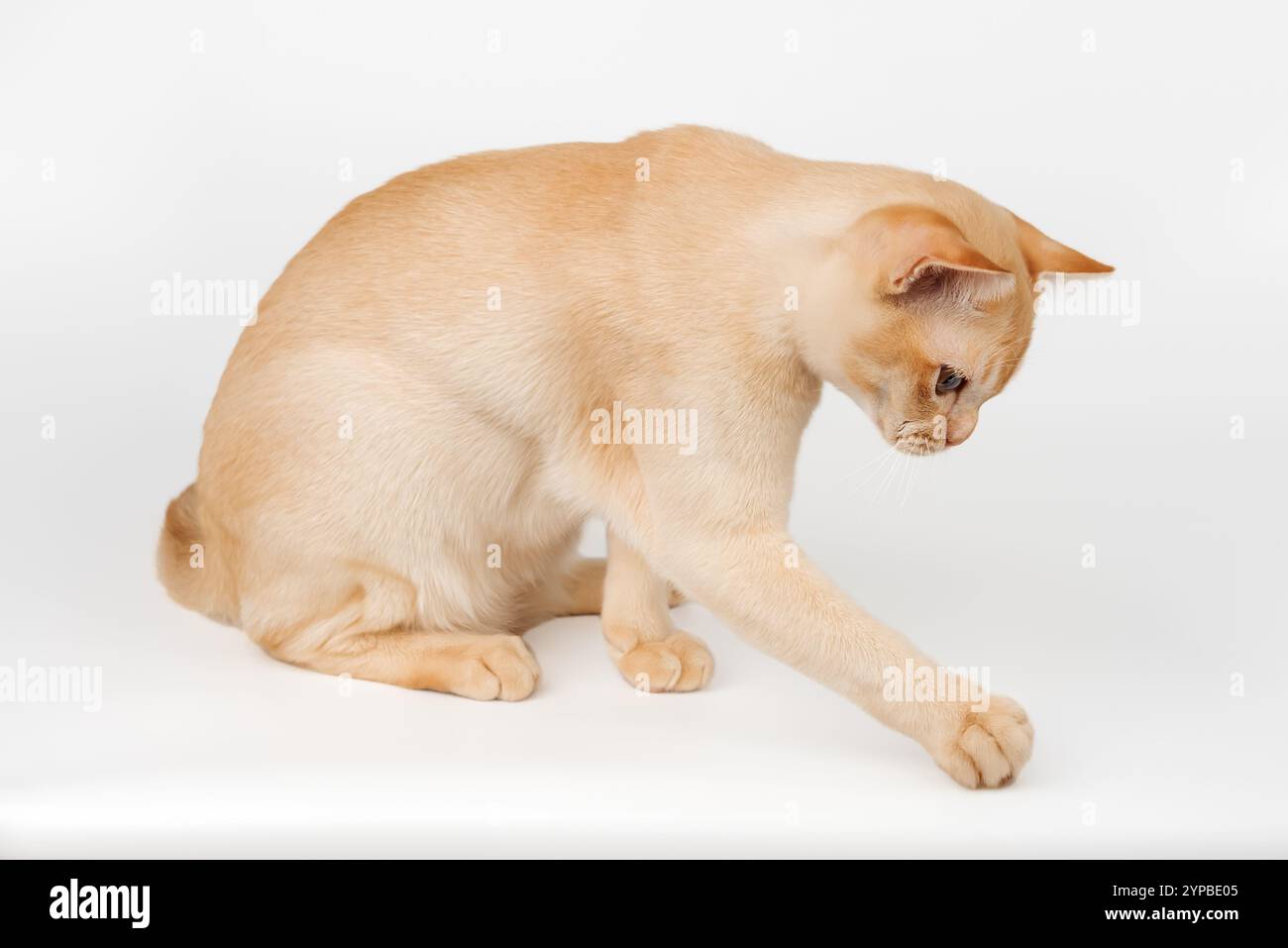 Adorable cream Burmese kitten standing on studio background. Pedigree ...