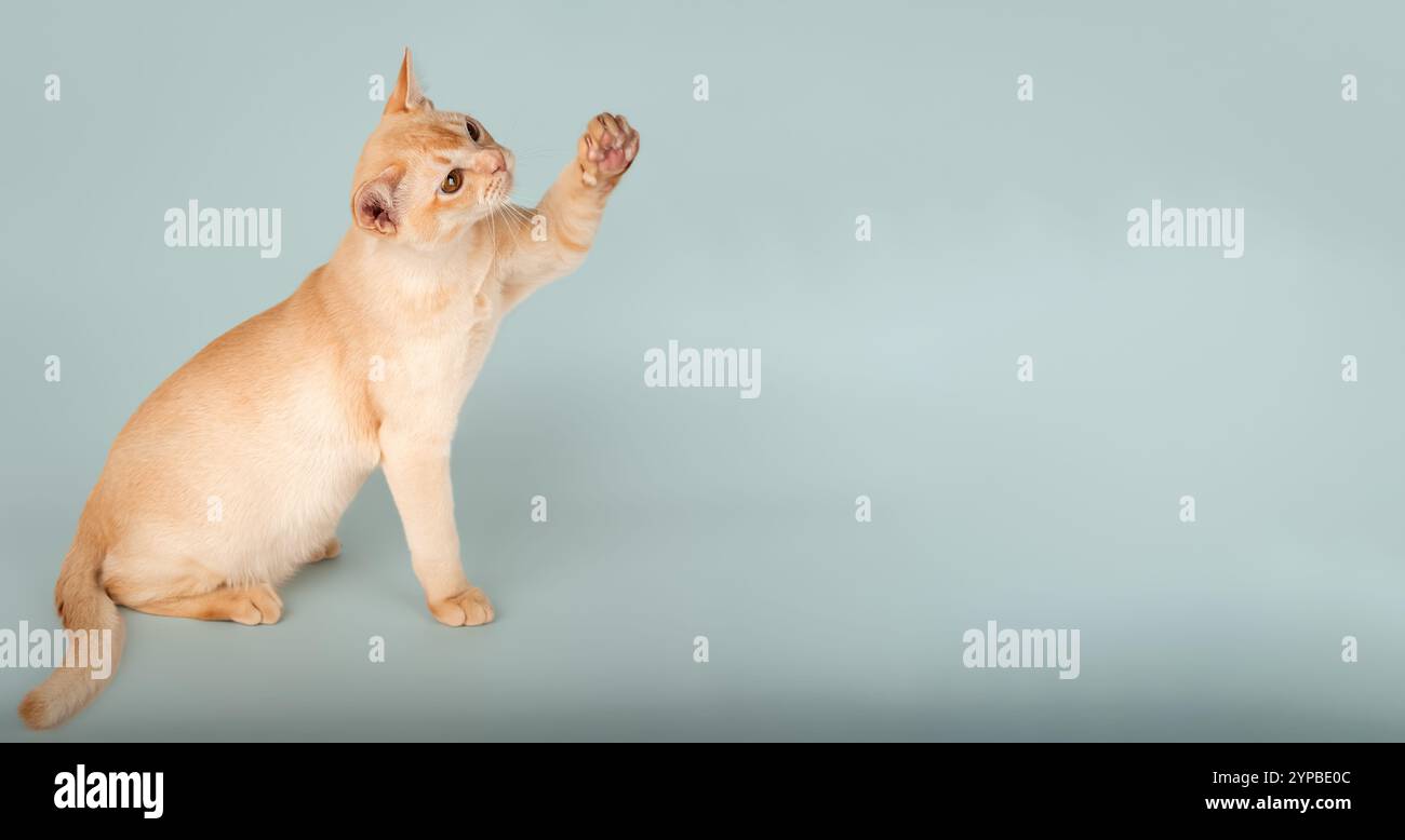 Adorable cream Burmese kitten standing on studio background. Side view ...