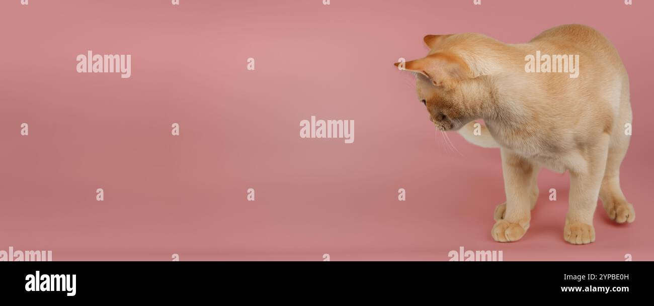 Adorable cream Burmese kitten standing on studio background. Side view ...