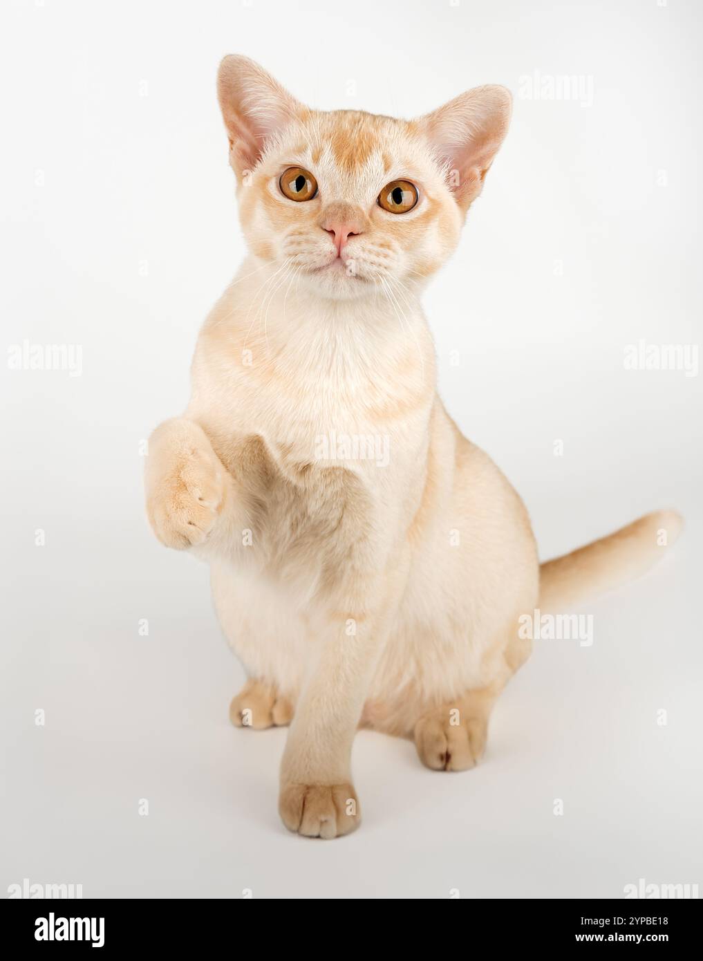 Cream Burmese cat on white background. Isolated cat for advertising ...