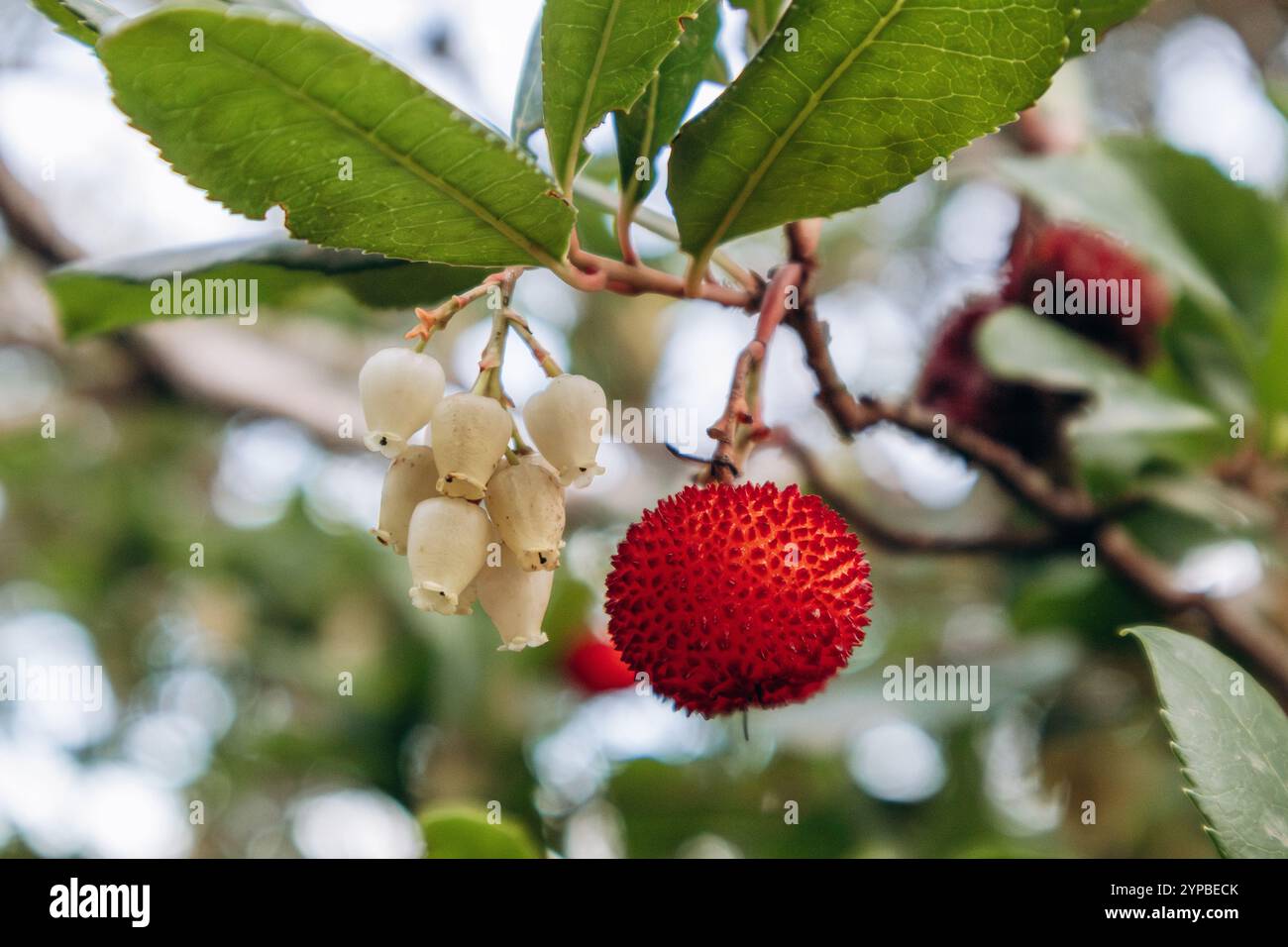 Fruits of Arbutus unedo (Strawberry tree), in the South of France Stock ...