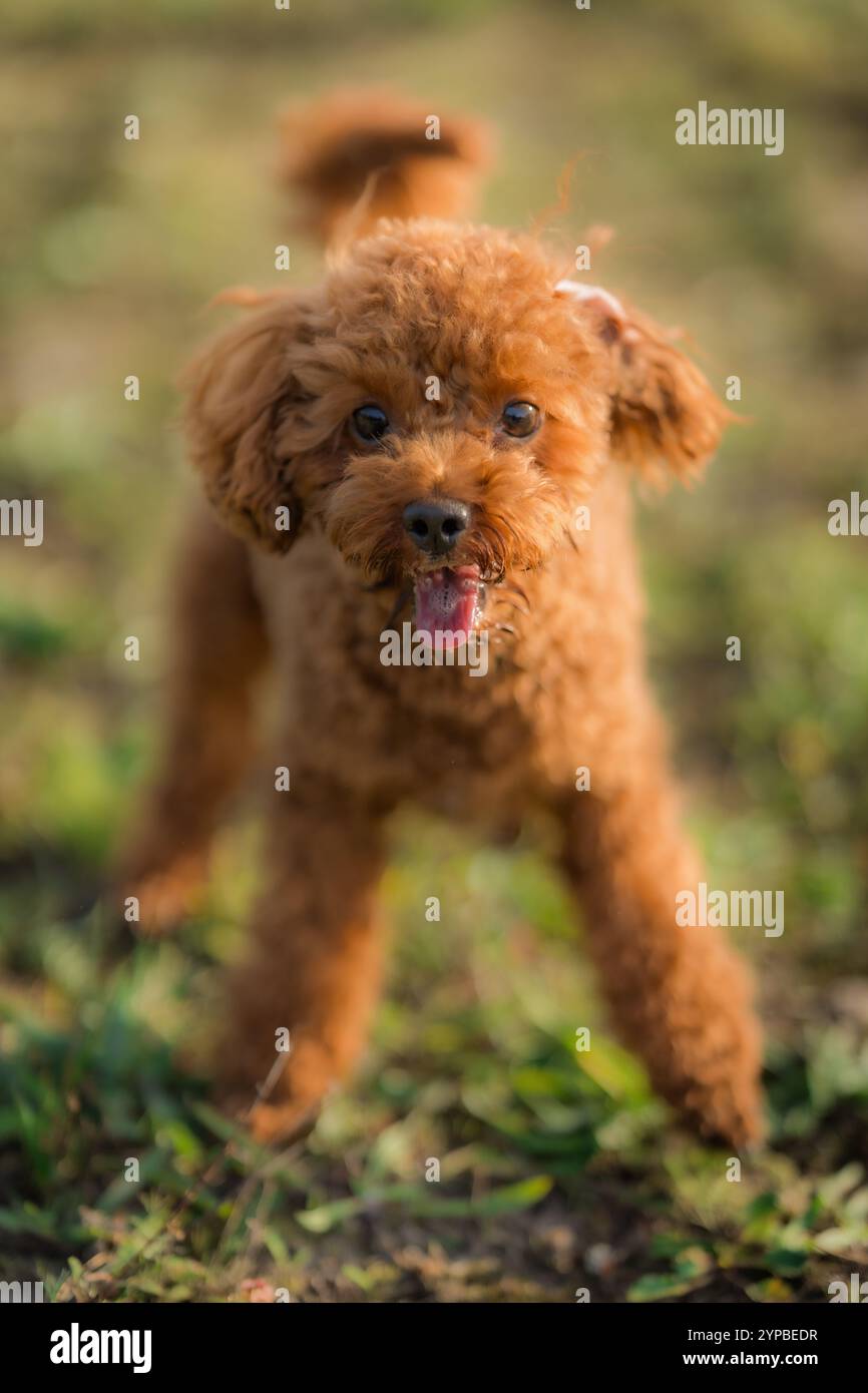 A red-brown toy poodle dog with its tongue sticking out. Happy active ...