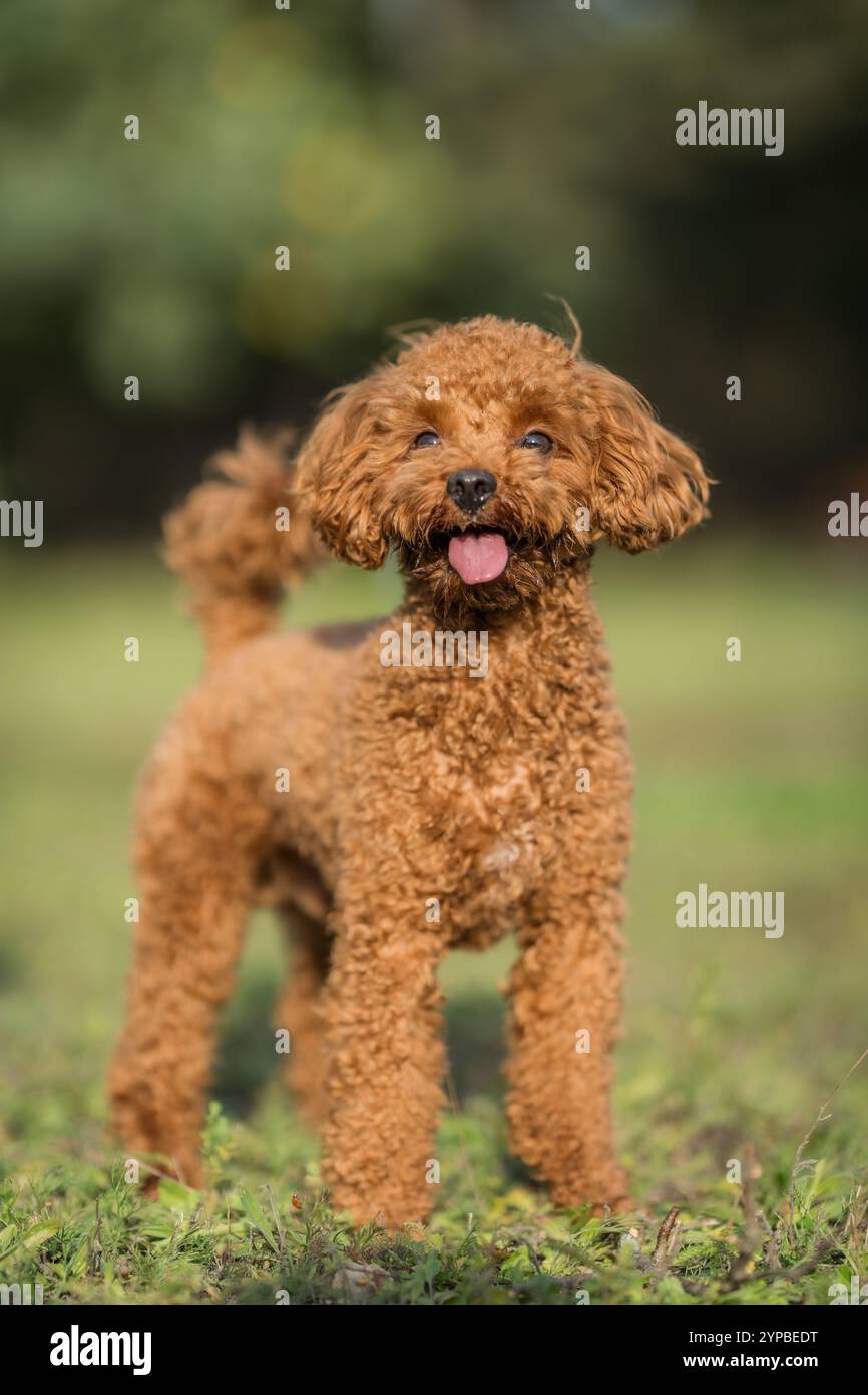 A brown toy poodle dog with its tongue sticking out. Happy active toy ...