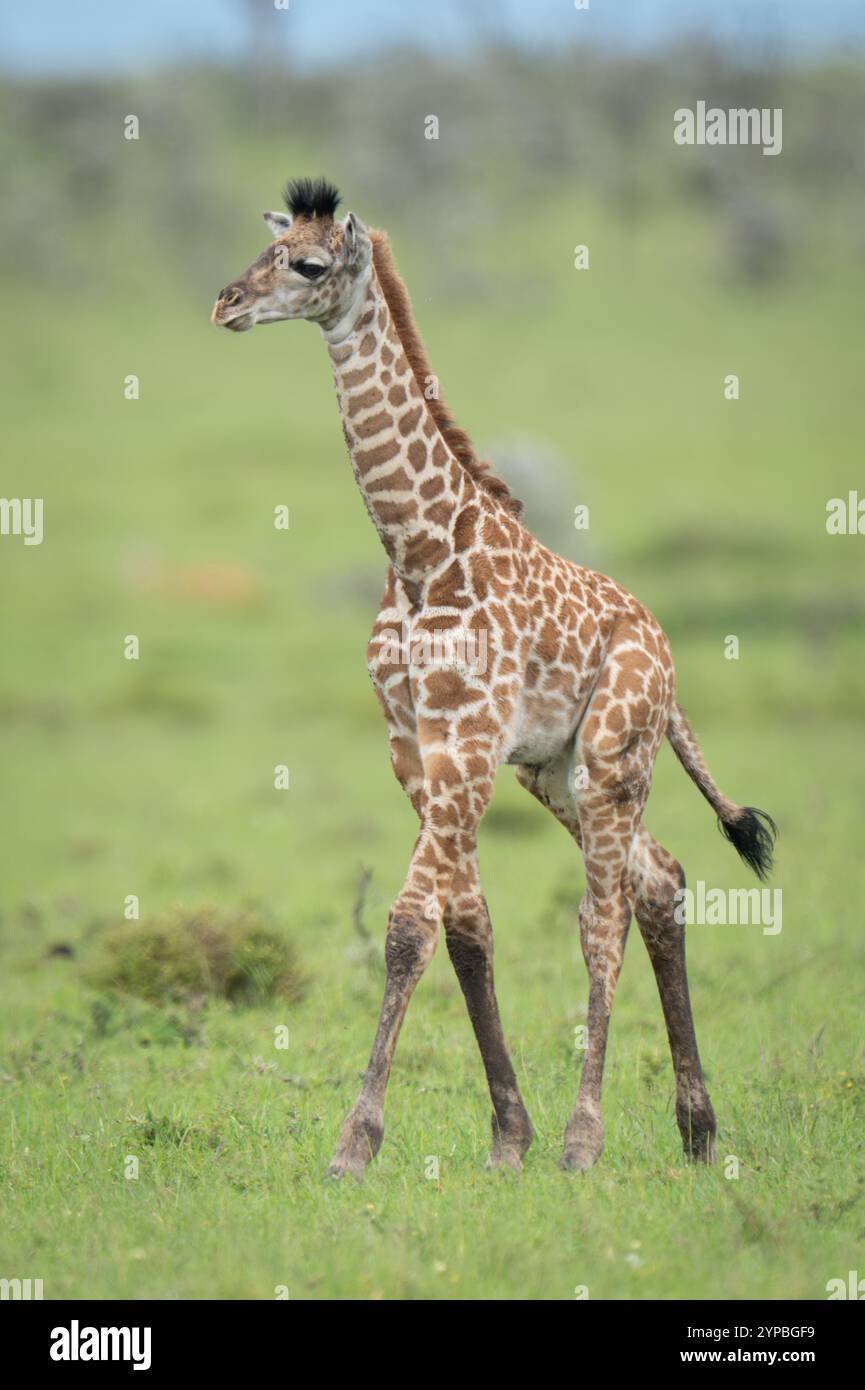 Masai giraffe calf walks across grassy plain Stock Photo - Alamy