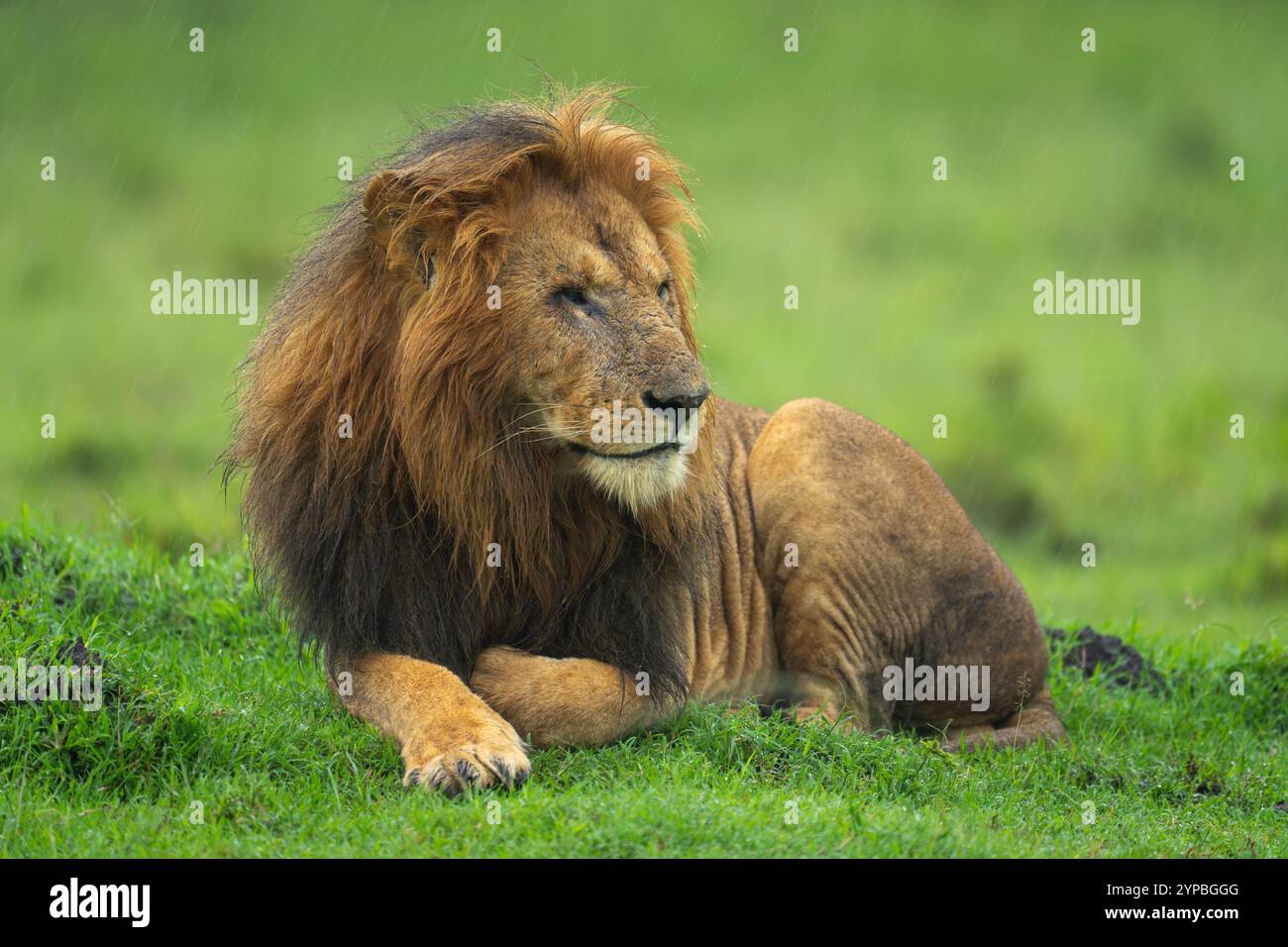 One-eyed lion lies on grass turning head Stock Photo - Alamy