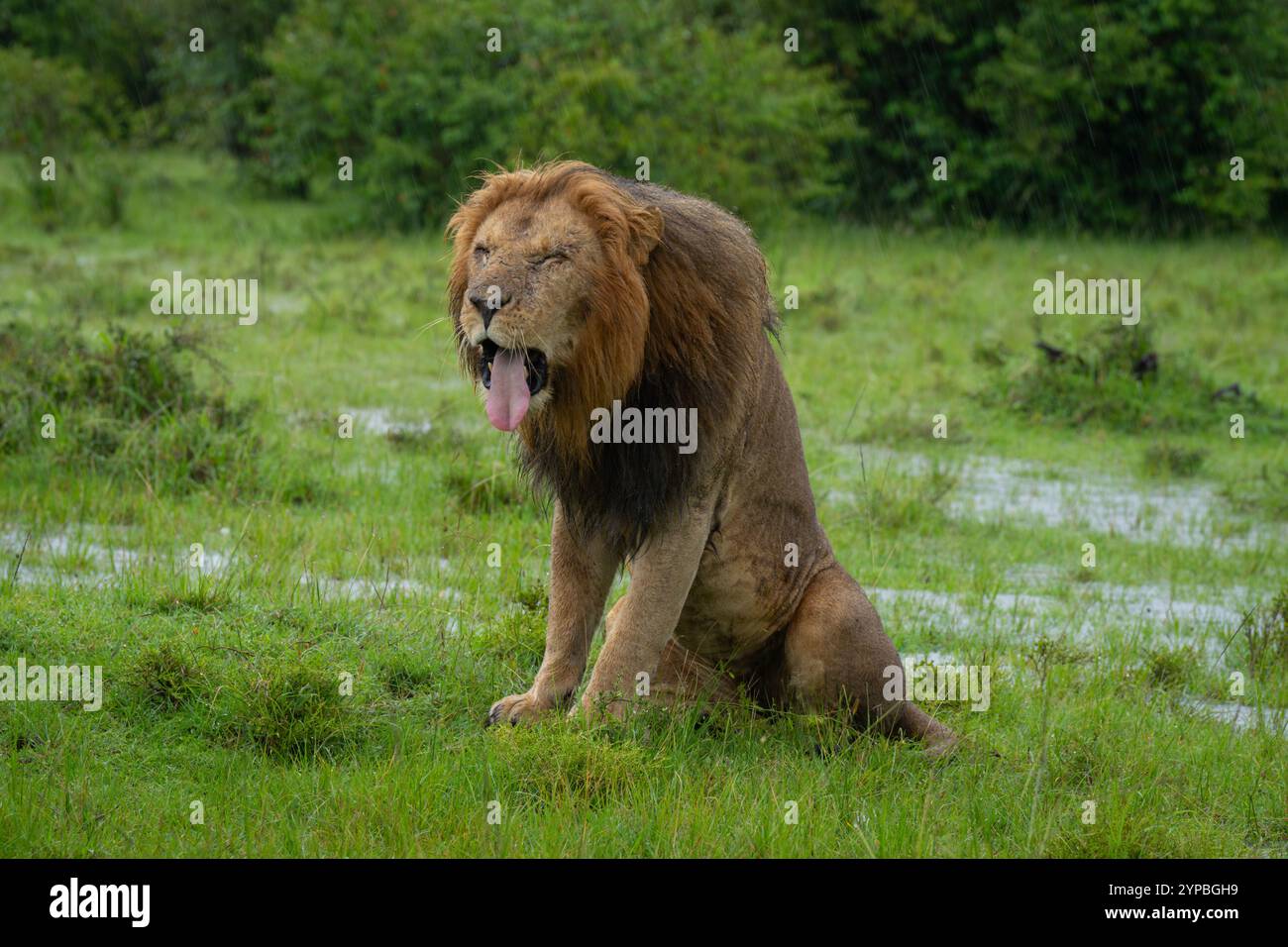 Male lion sitting yawning hi-res stock photography and images - Alamy
