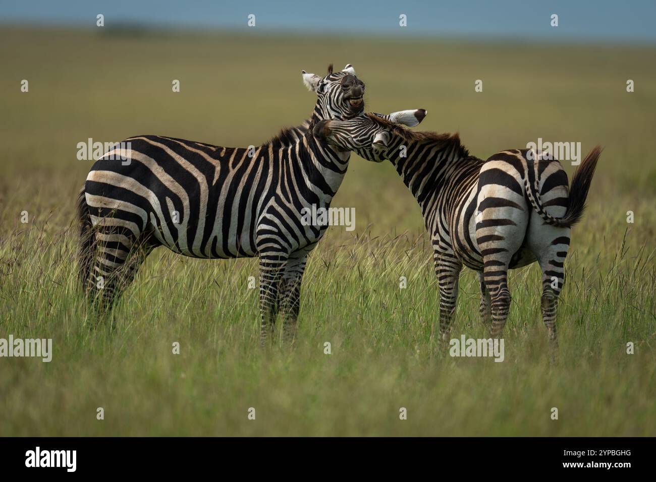 Plains zebra stands biting another in grassland Stock Photo - Alamy