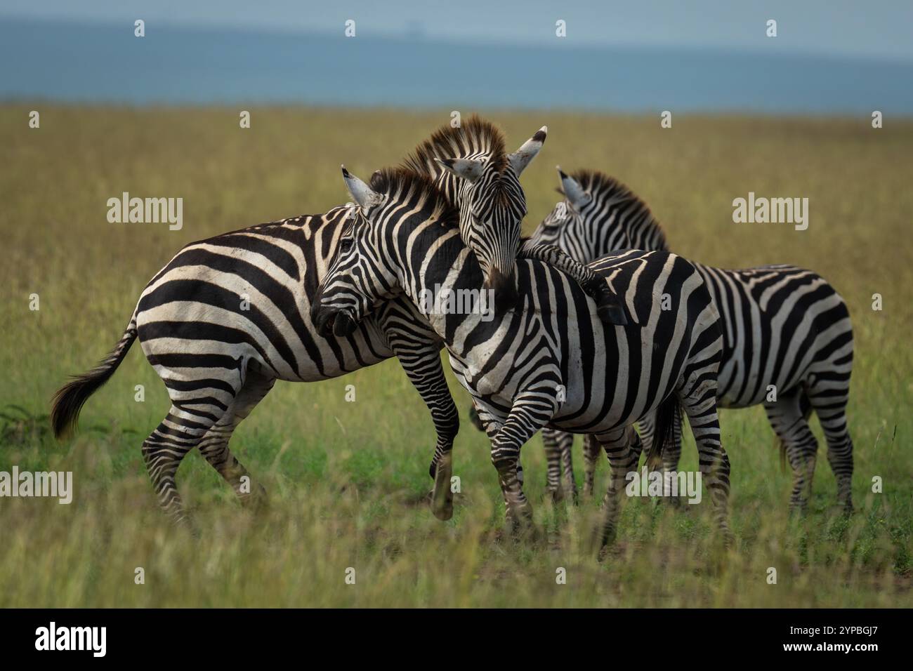 Plains zebra stands putting leg over another Stock Photo - Alamy