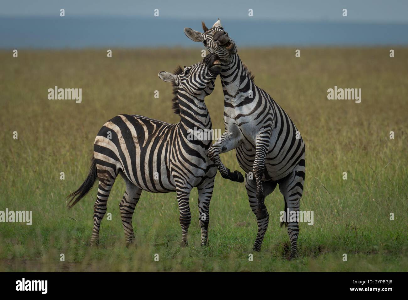 Plains zebra stands biting one jumping up Stock Photo - Alamy