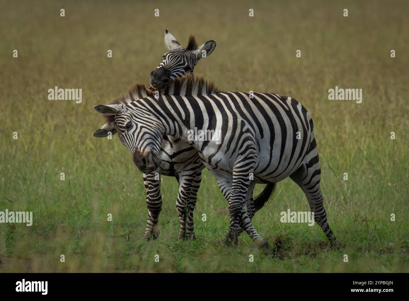 Plains zebra stands biting another on savannah Stock Photo - Alamy
