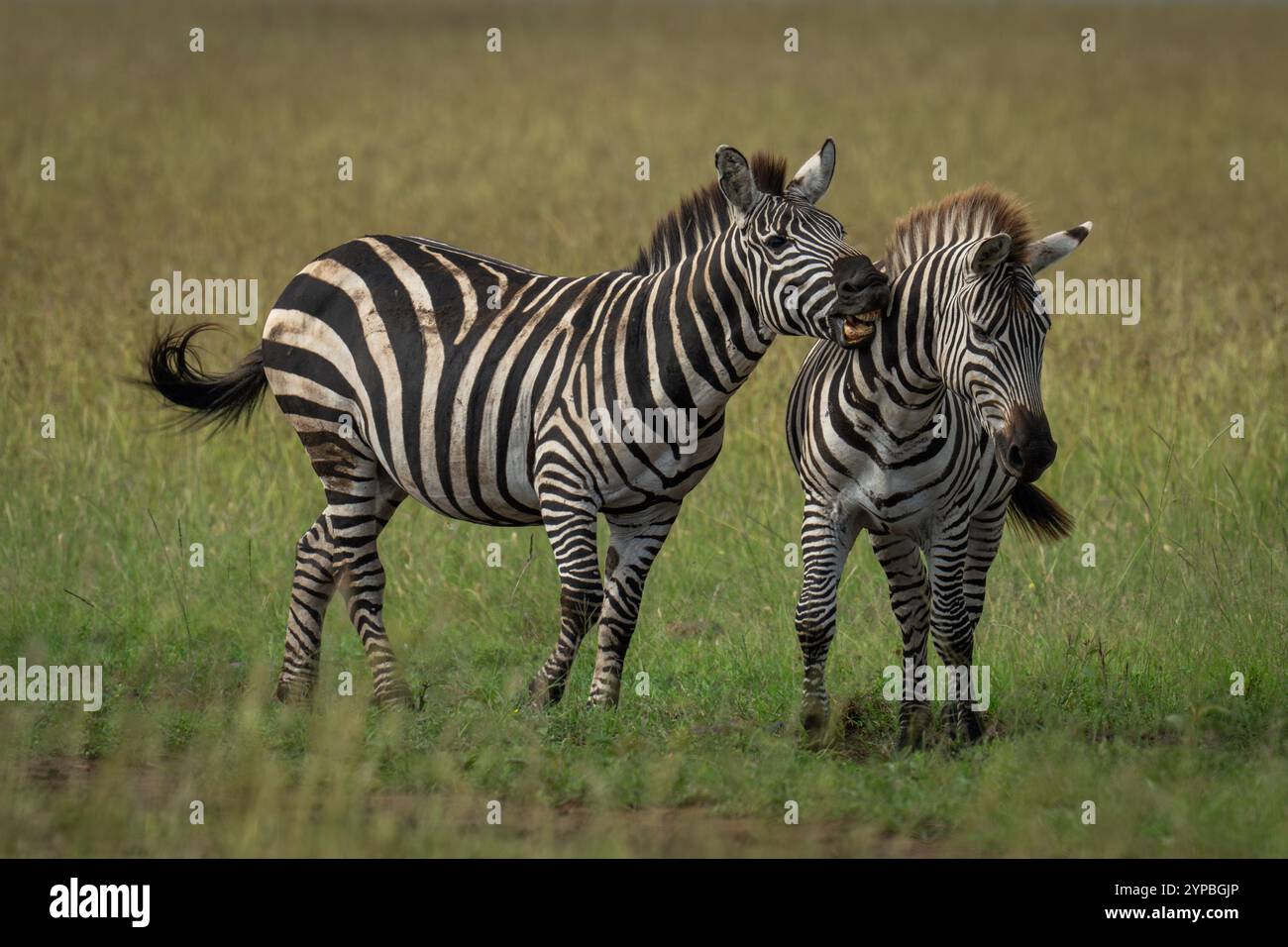 Plains zebra stands biting another on grassland Stock Photo - Alamy