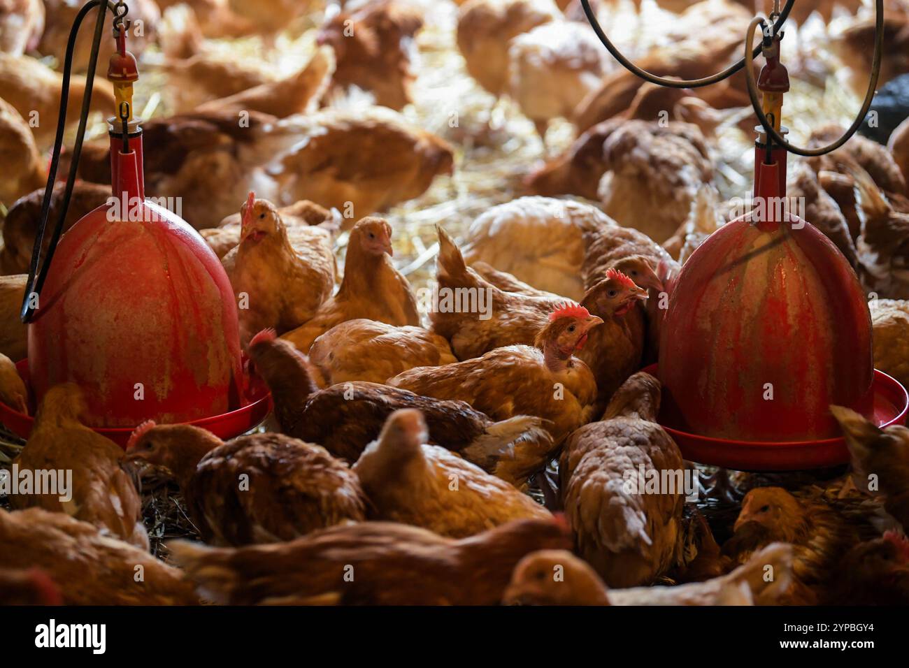 Free-range chicken farming *** Local Caption *** Stock Photo - Alamy
