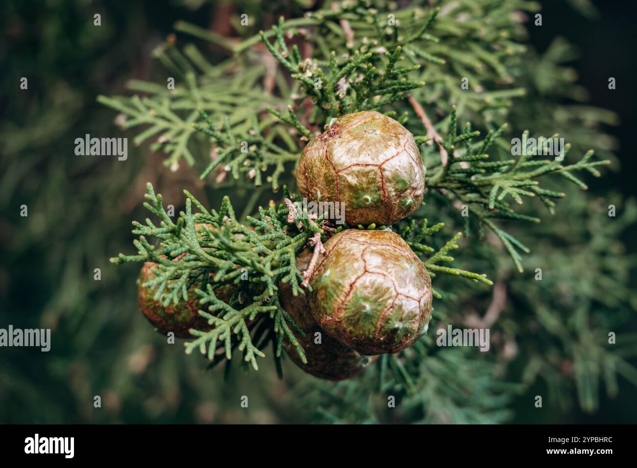 Cones of Cupressus sempervirens (Mediterranean cypress), in the South ...