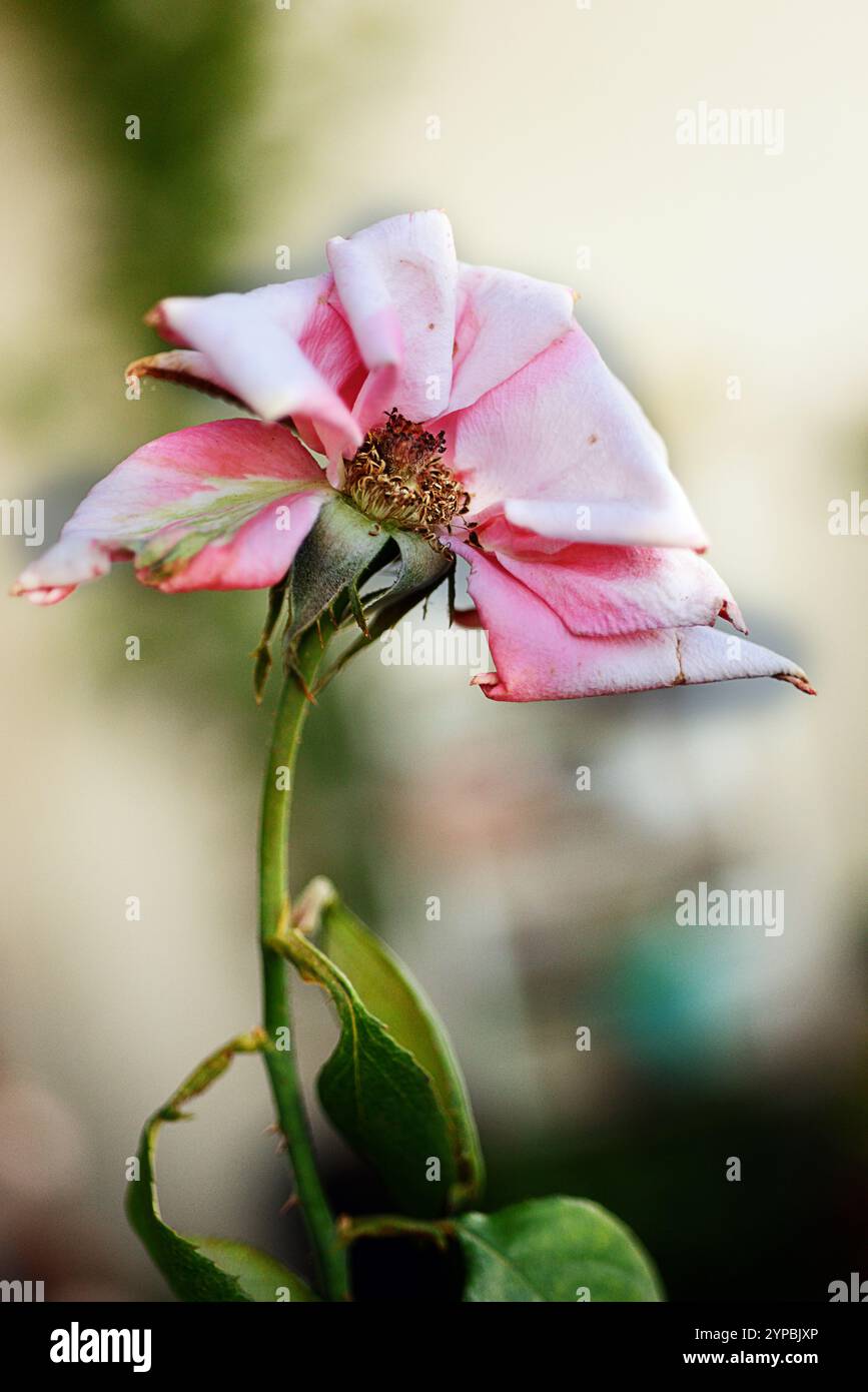 An aging hi-res stock photography and images - Alamy