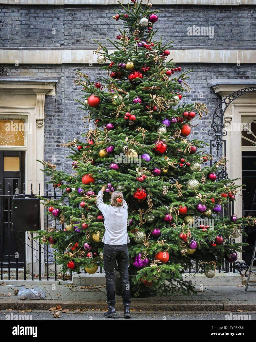 London, UK. 29th Nov, 2024. The Downing Street Christmas tree, a ...