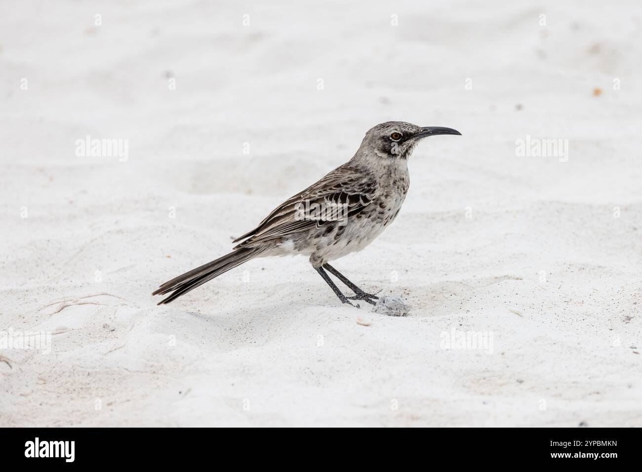 Hood mockingbird mimus macdonaldi hi-res stock photography and images ...