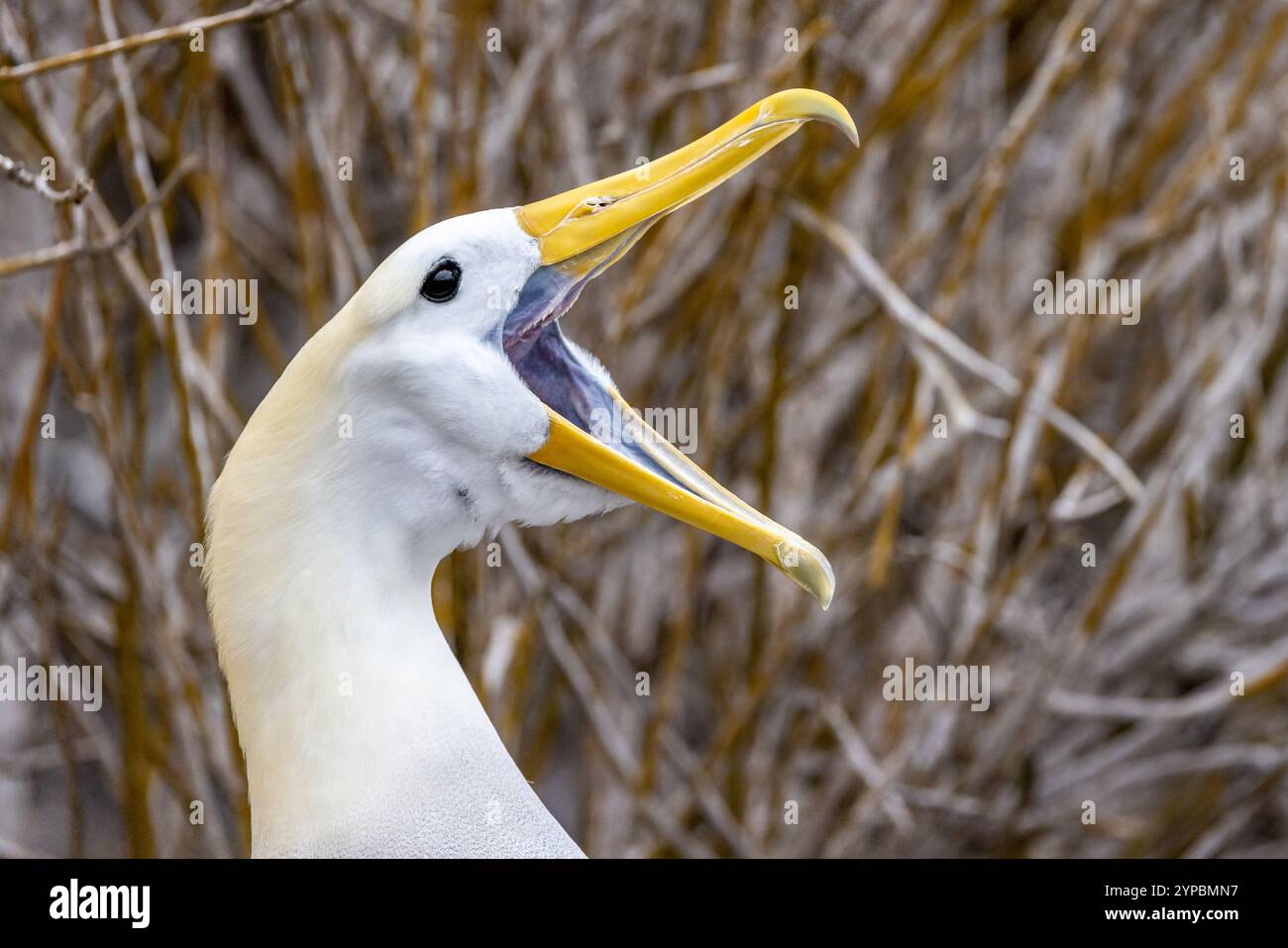 Waved Albatross (Phoebastria irrorata) - head of adult displaying on ...