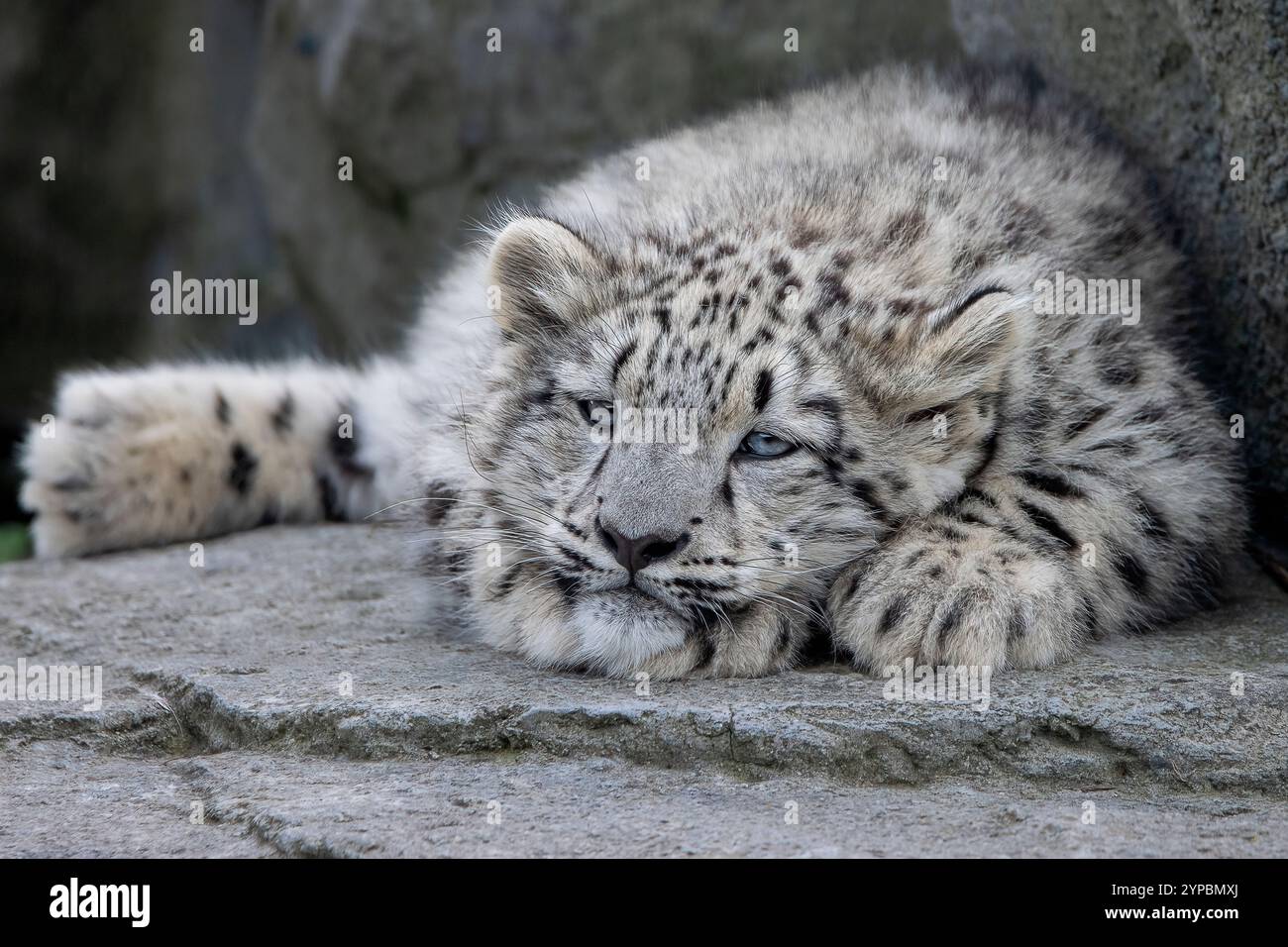 Snow leopard cub Stock Photo - Alamy