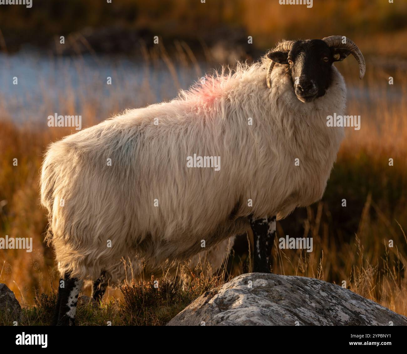 sheep watching connemara county galway Stock Photo - Alamy
