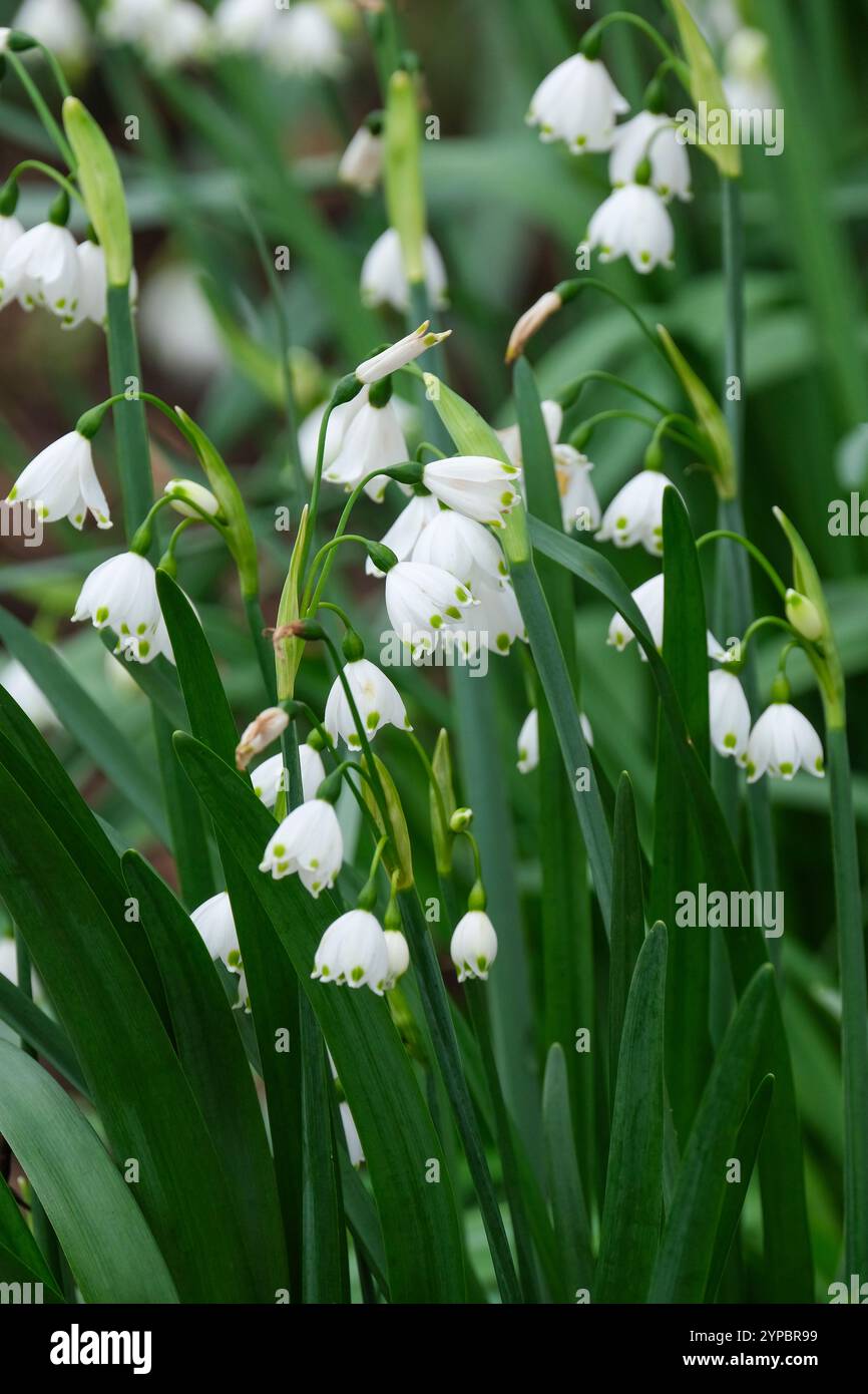 Leucojum aestivum nancy lindseys best form hi-res stock photography and ...