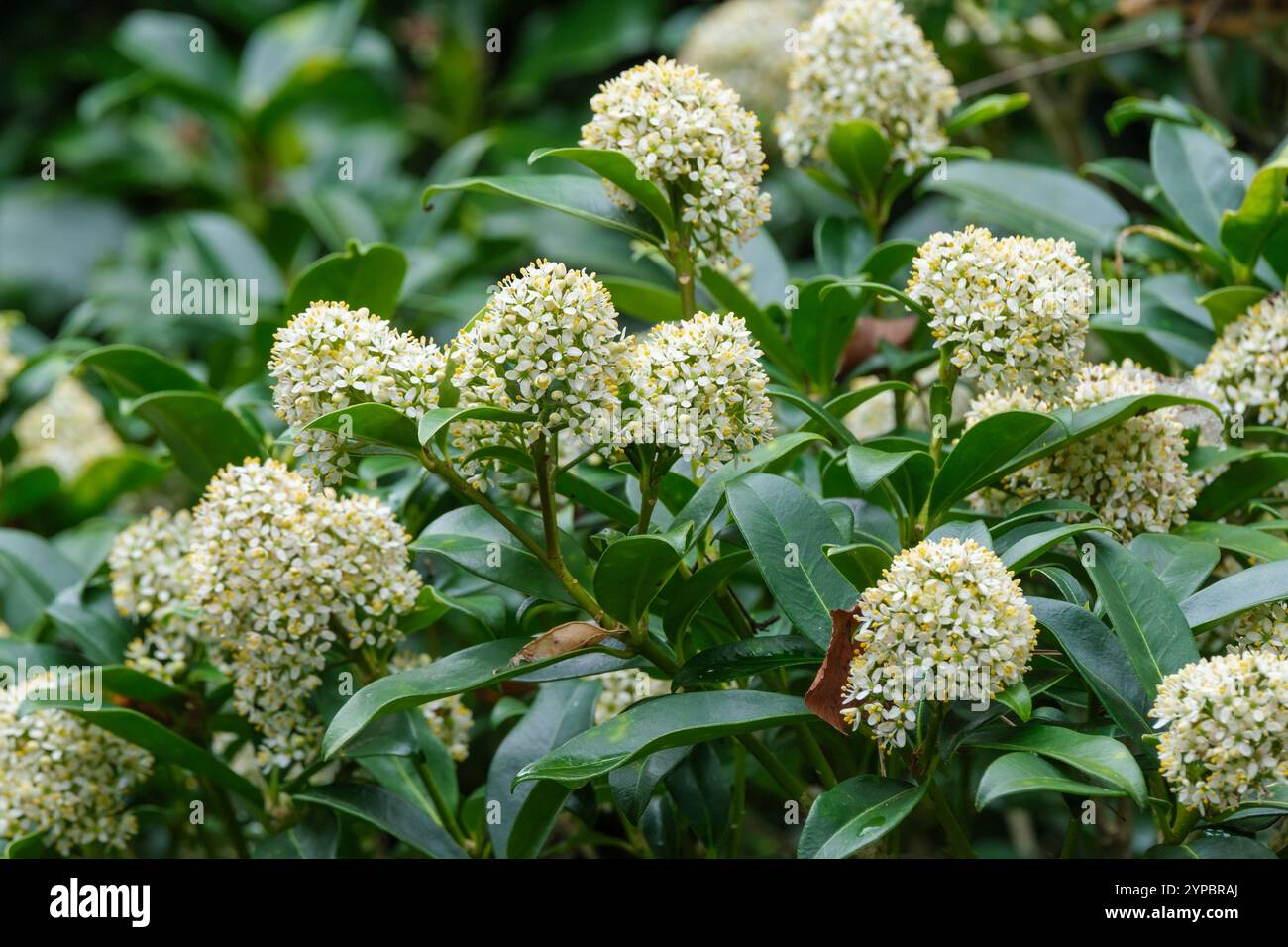 Skimmia japonica Fragrans, skimmia Fragrans, clusters white male ...