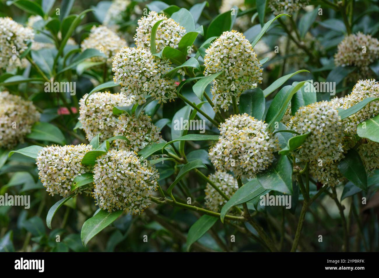 Skimmia japonica Fragrans, skimmia Fragrans, clusters white male ...