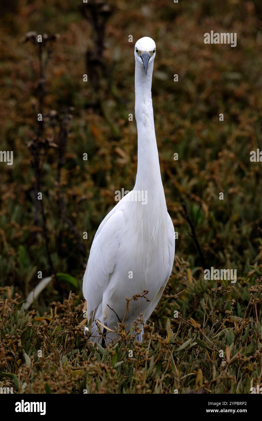 British egret hi-res stock photography and images - Alamy