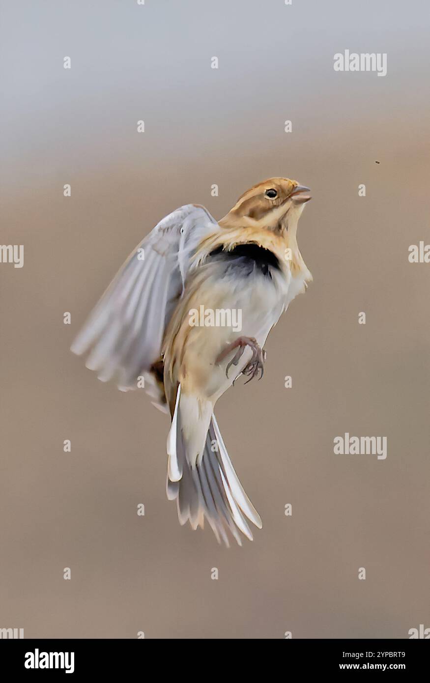 Reed bunting catches a fly in flight Stock Photo - Alamy