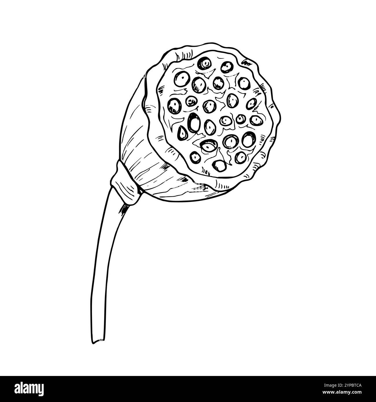 Edible seeds Black and White Stock Photos & Images - Alamy