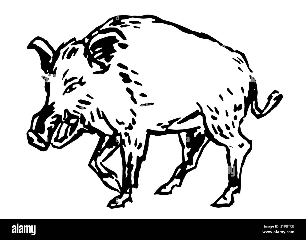 Wild Boar illustration Stock Photo - Alamy