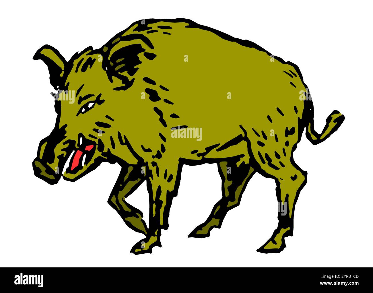 Wild Boar color illustration Stock Photo - Alamy