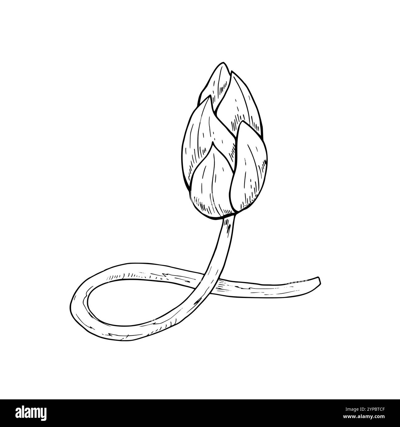 Blossoming lotus bud with curving stem vector isolated illustration ...