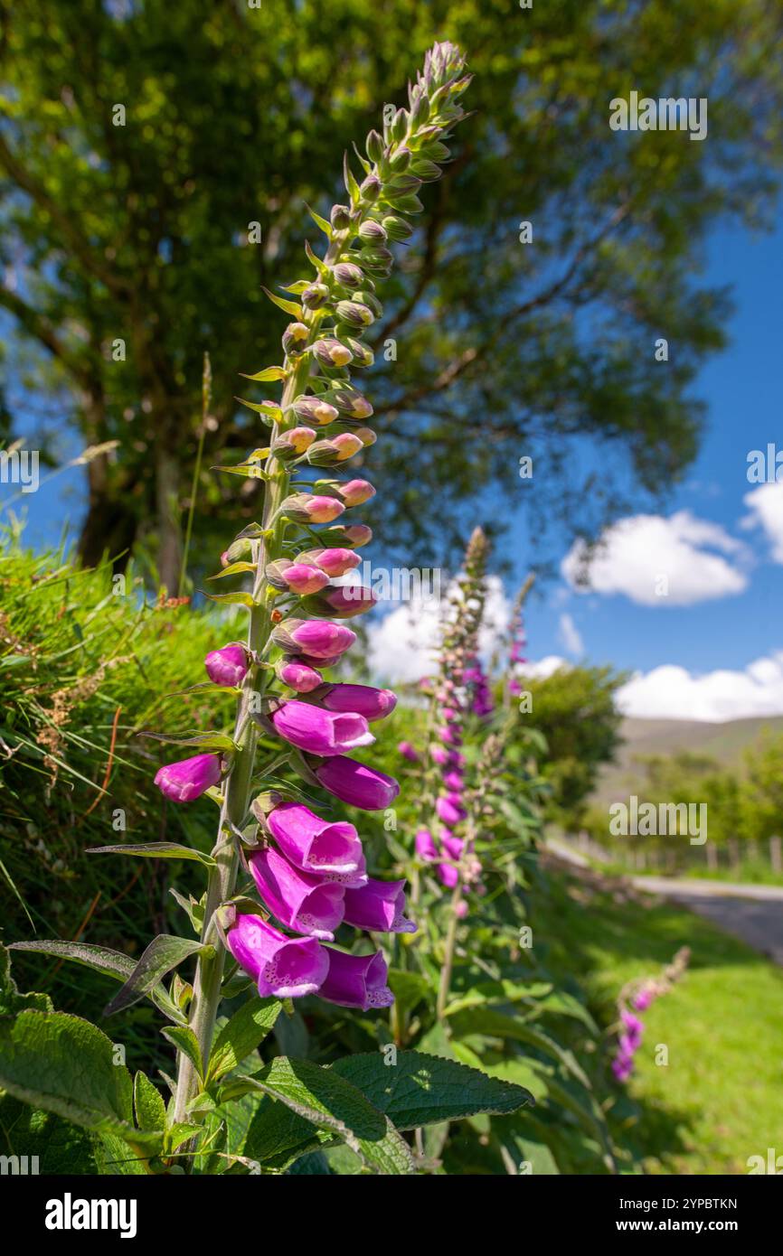 foxglove growing wild county galway Stock Photo - Alamy