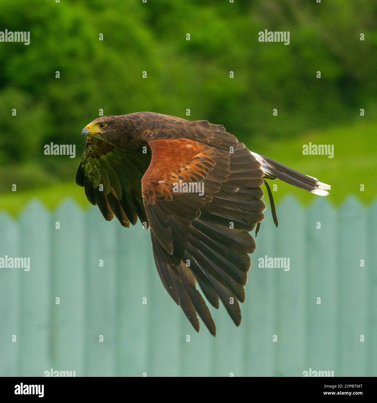 allwee bird of prey centre county clare Stock Photo - Alamy