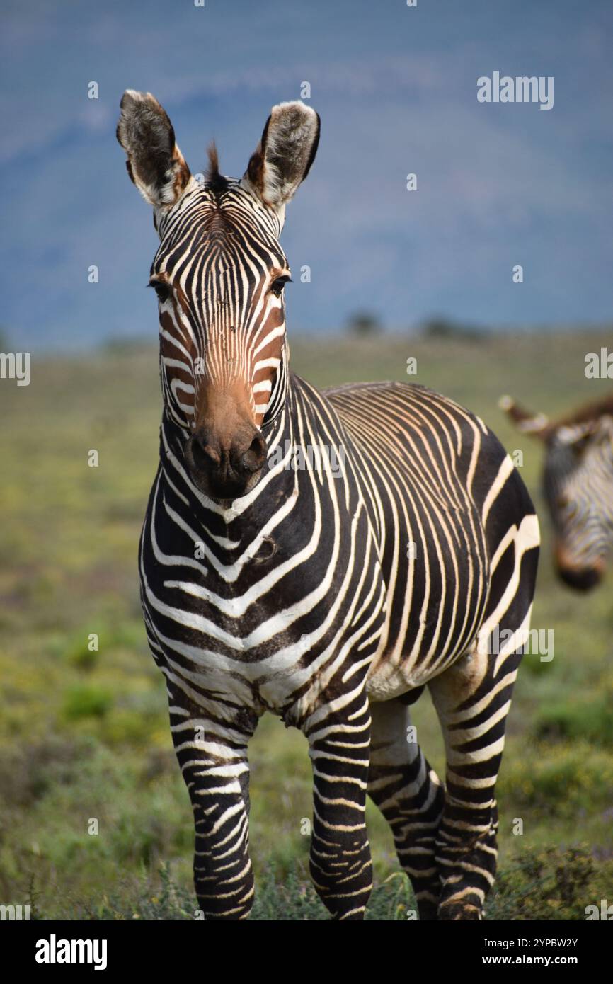 Smallest zebra species hi-res stock photography and images - Alamy