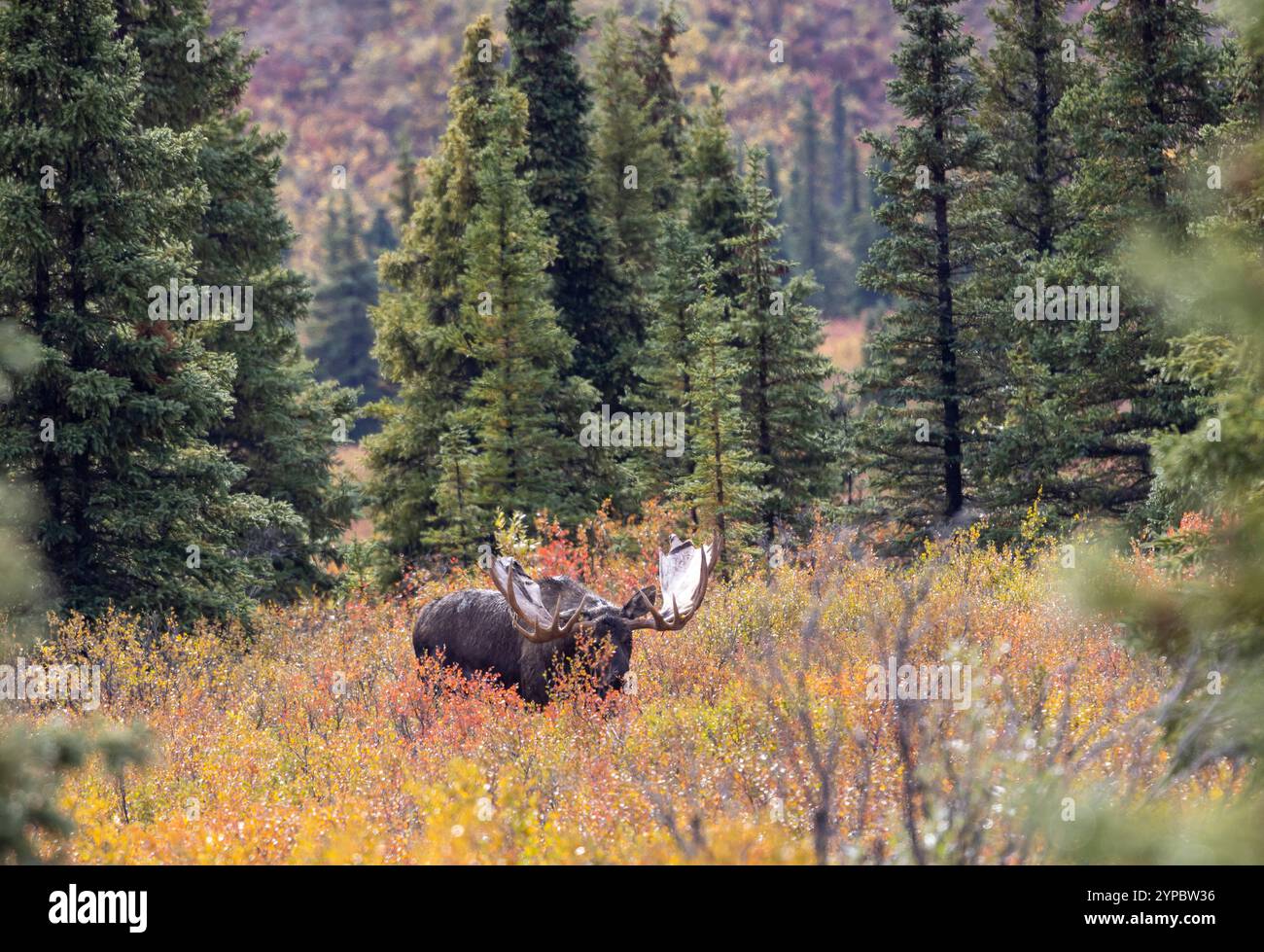Alaska Yukon Bull Moose in Denali National Park Alaska in Autumn Stock ...