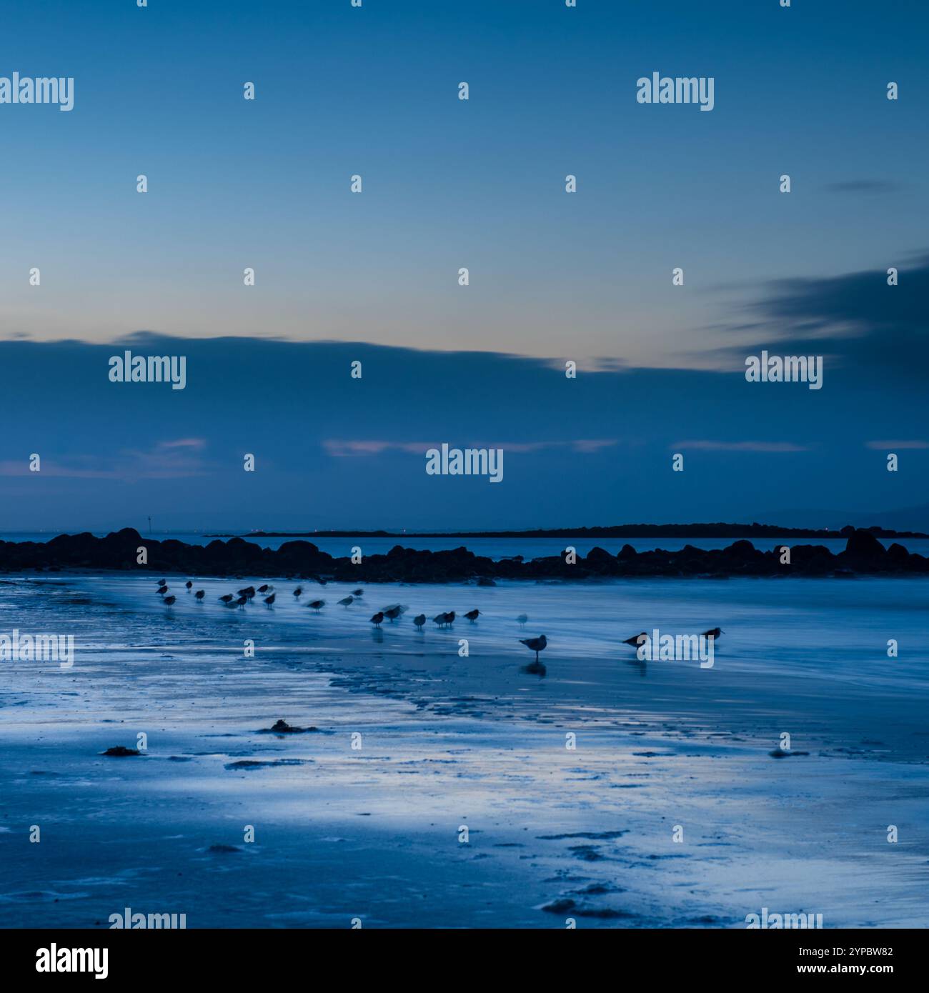 dawn birds silverstrand galway bay Stock Photo - Alamy