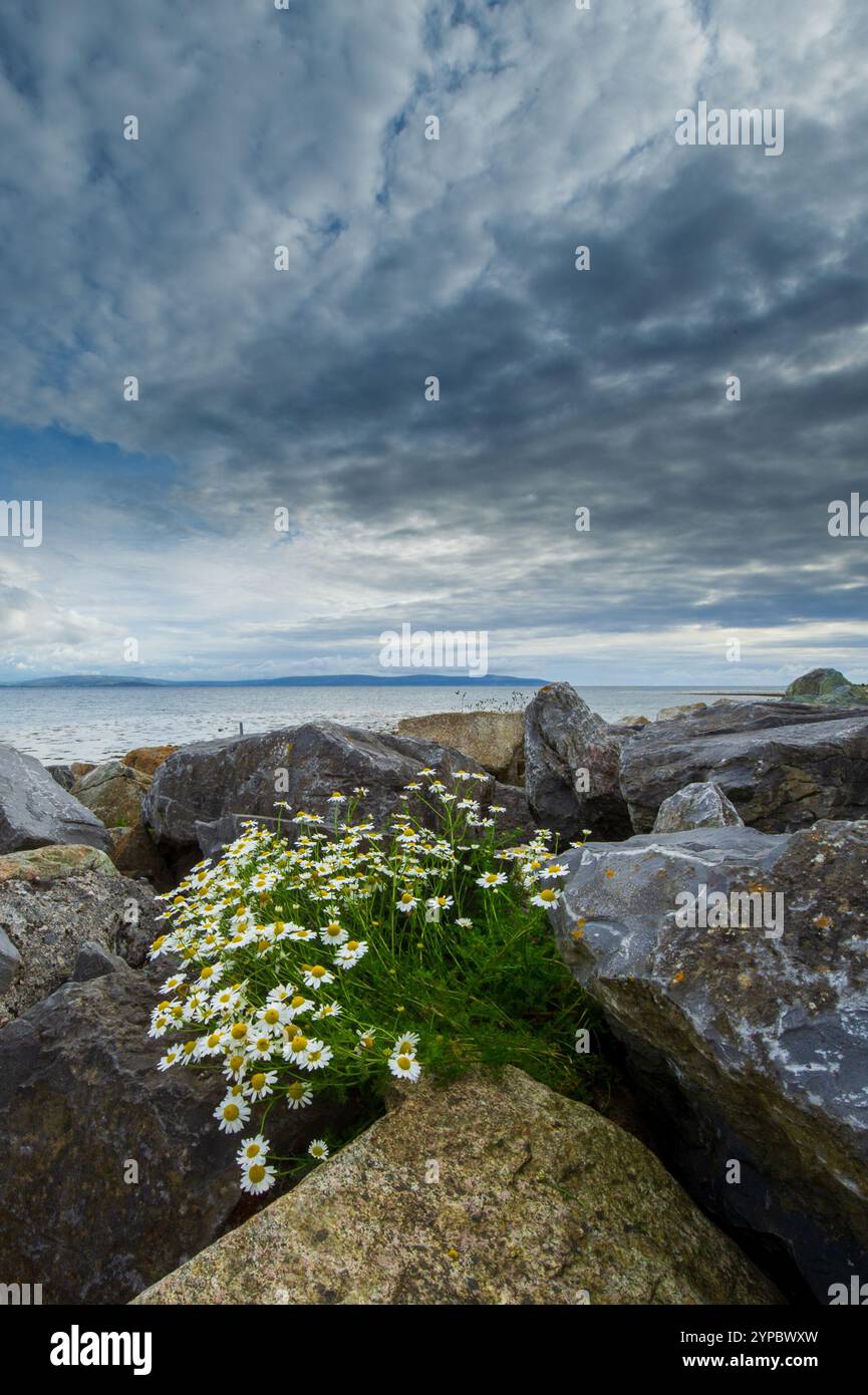 Galway salthill hi-res stock photography and images - Alamy
