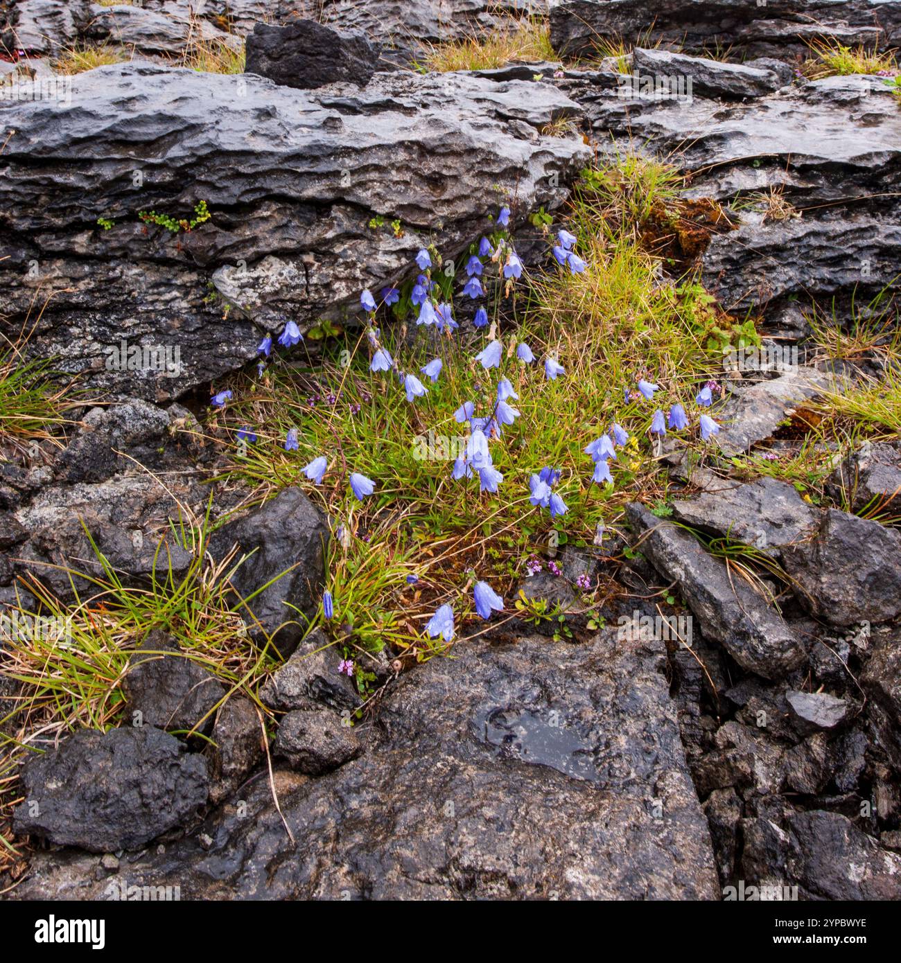 limestone pavement the burren Stock Photo - Alamy