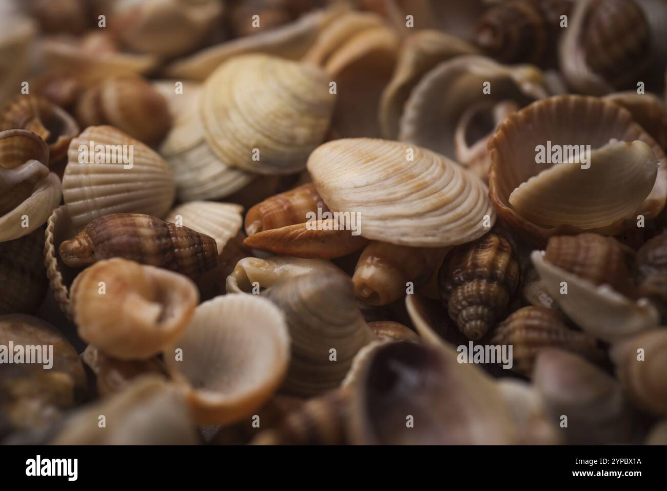 Mollusk shells. Seashell background. Ocean shells. Seashells background ...